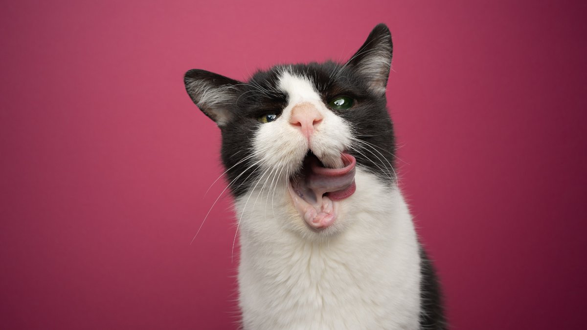 FORL is a common problem in cats: why it needs to be treated