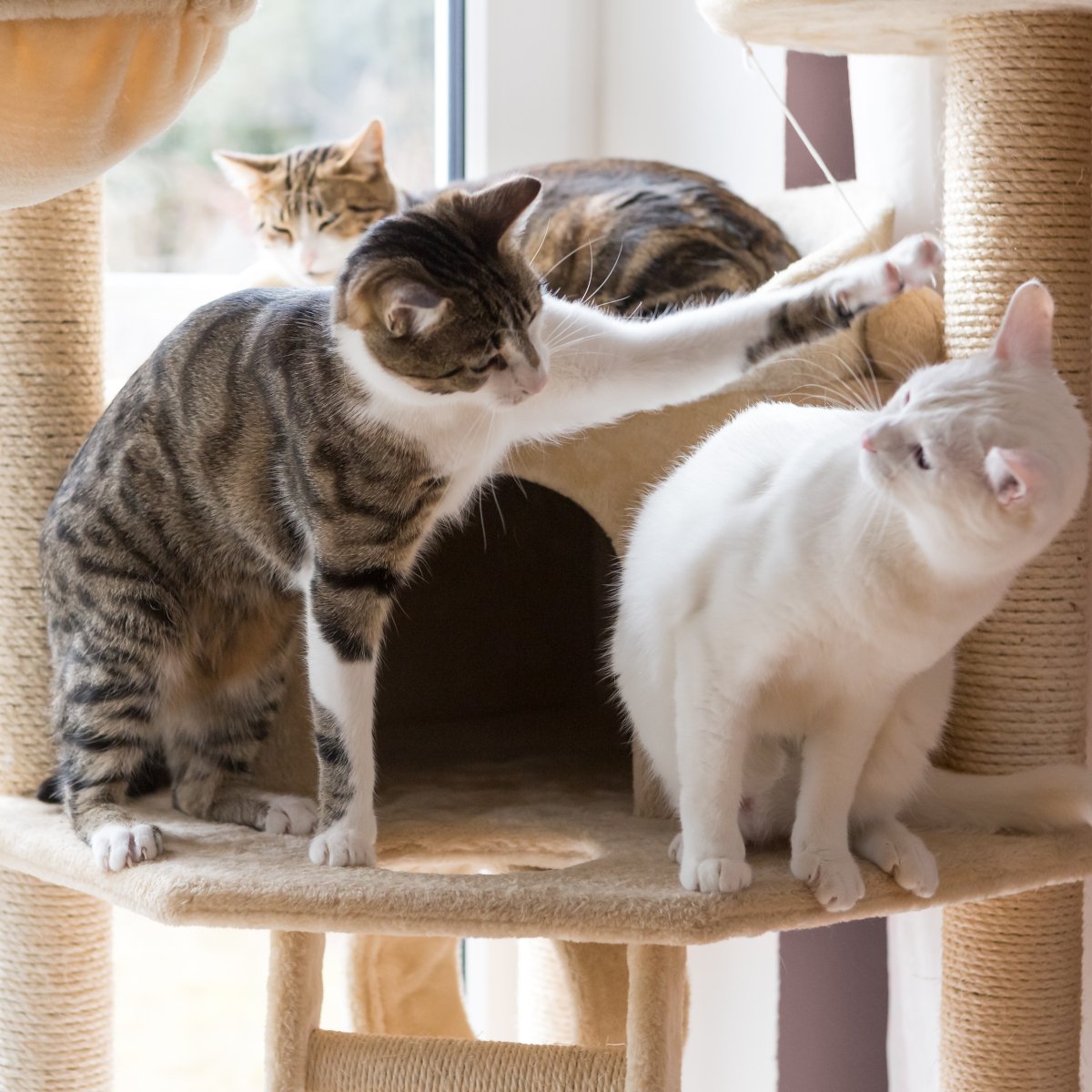 Does your cat knock over everything too?