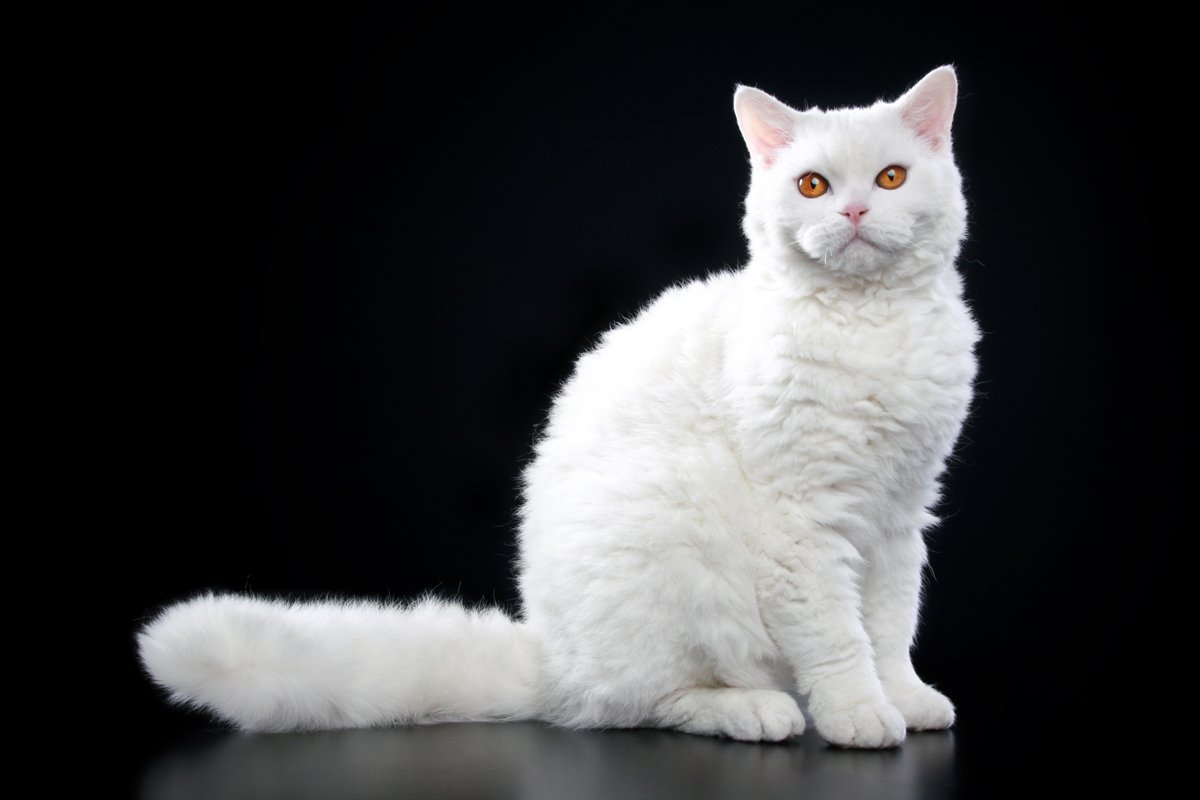 Selkirk Rex cat breed: also known as the cat in sheep's clothing | We ...