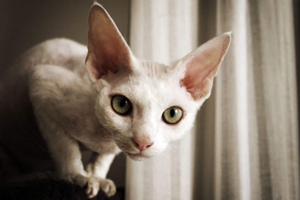 Devon Rex, also known as the cat world's elf