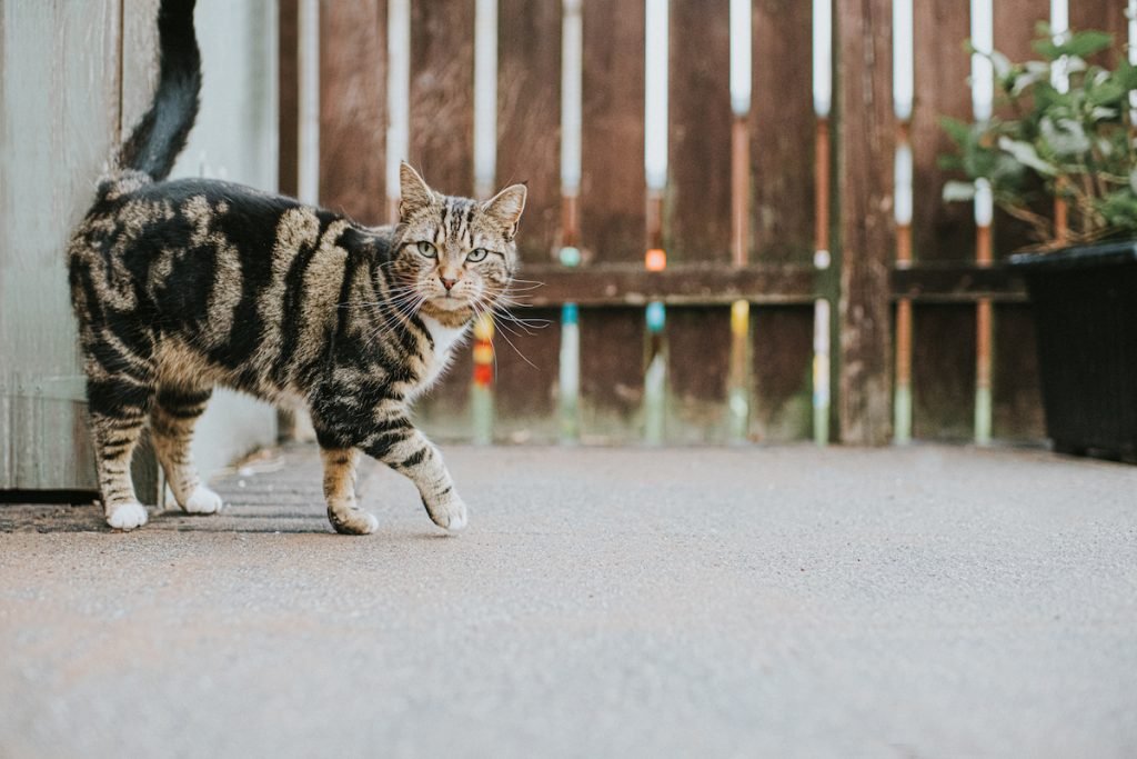 7 surprising facts you need to know about tomcats | We Love Catz