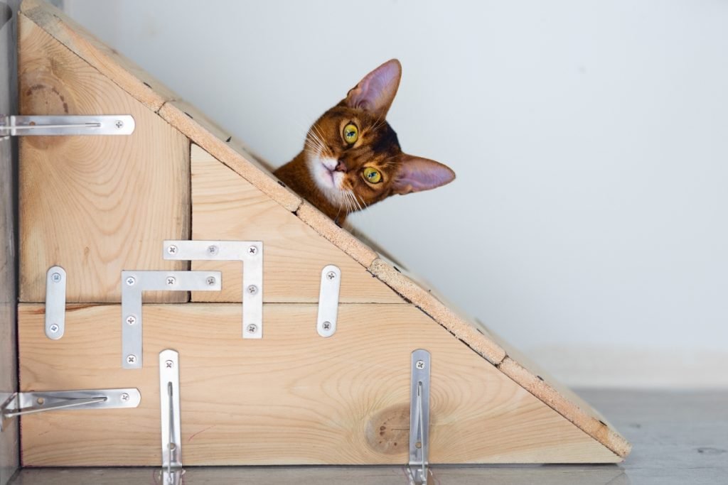 6 cat breeds known for their outstanding intelligence | We Love Catz