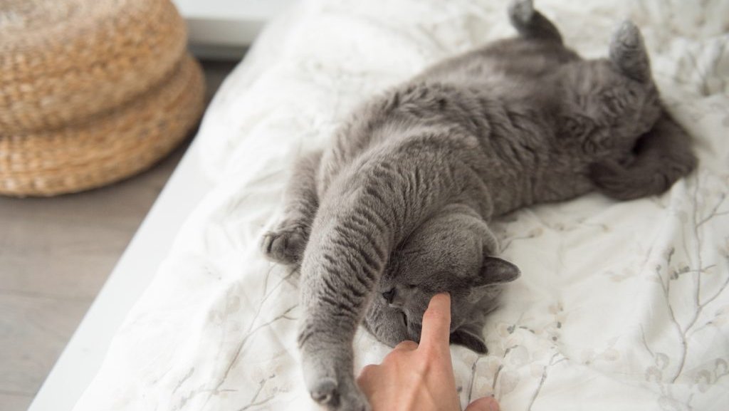 Petting your cat has a number of benefits