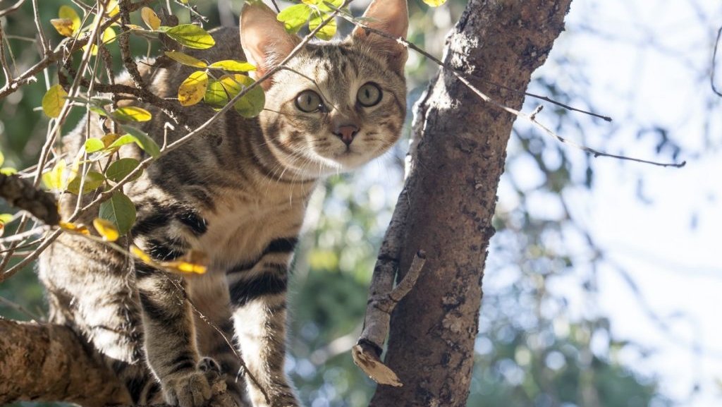 Sokoke cat breed: the African tabby cat that once lived in trees
