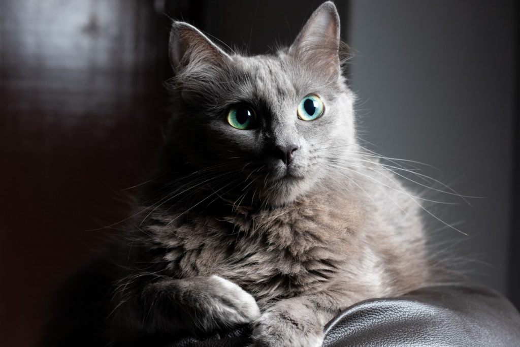 Nebelung cat breed: also known as the creature of the mist