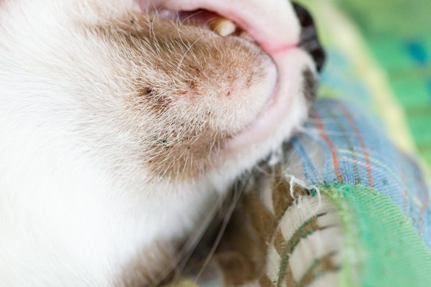 8 common skin diseases in cats with pictures