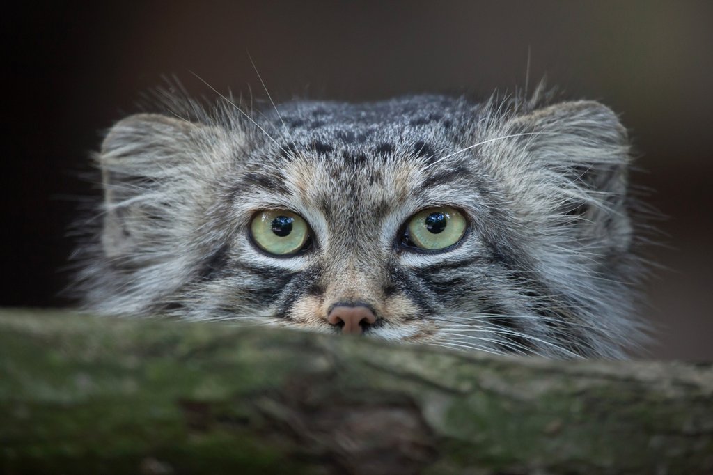 The Pallas's cat is one of the most expressive of wild cats | We Love Catz