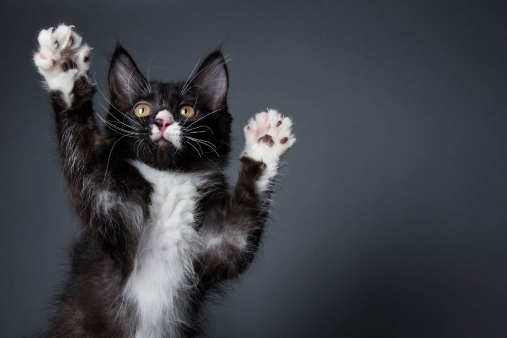 9 bizarre and fascinating facts about cats' soft paws
