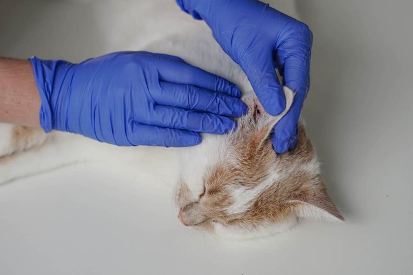 8 common skin diseases in cats with pictures | We Love Catz