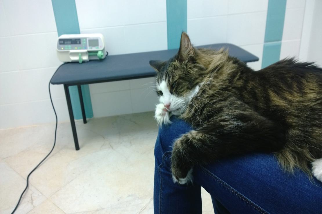 8 common skin diseases in cats with pictures | We Love Catz