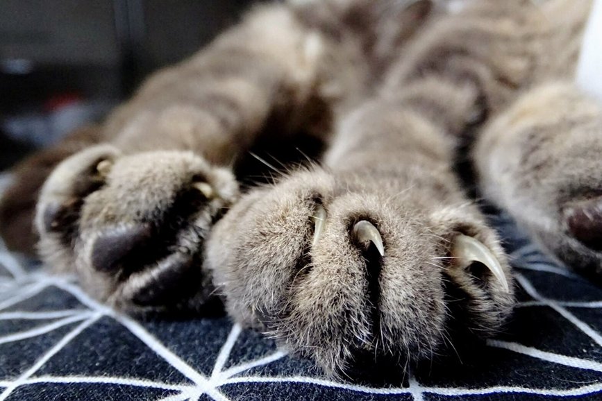 You Have Never Seen Such A Frightening Video Of A Cat!