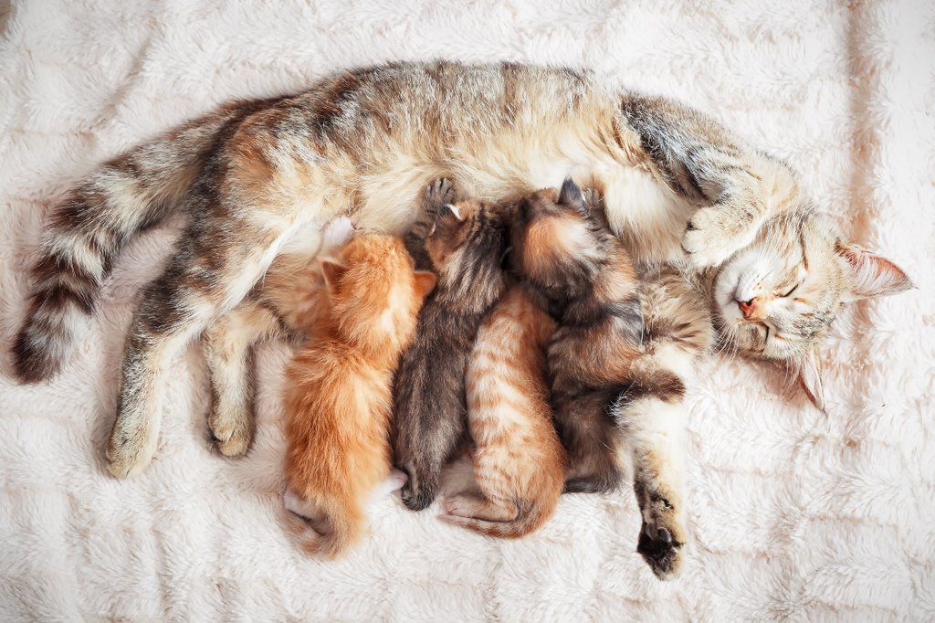 A kiscicák fejlődésének lenyűgöző első 8 hete | We Love Catz