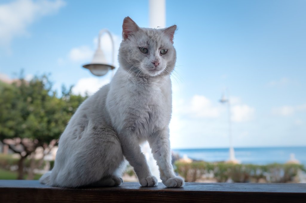 8 common skin diseases in cats with pictures | We Love Catz