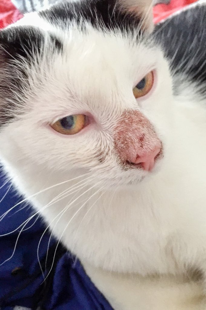 8 common skin diseases in cats with pictures | We Love Catz