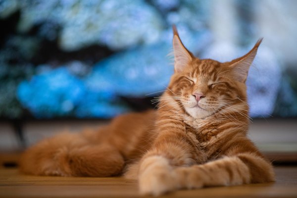 8 astonishing facts about ginger cats | We Love Catz