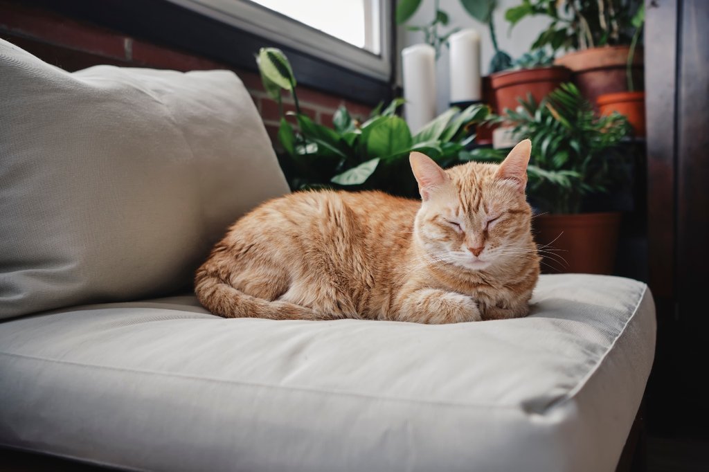 8 astonishing facts about ginger cats | We Love Catz