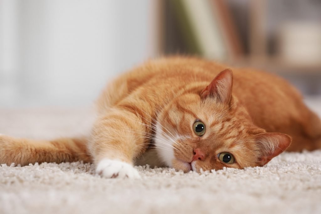 8 astonishing facts about ginger cats
