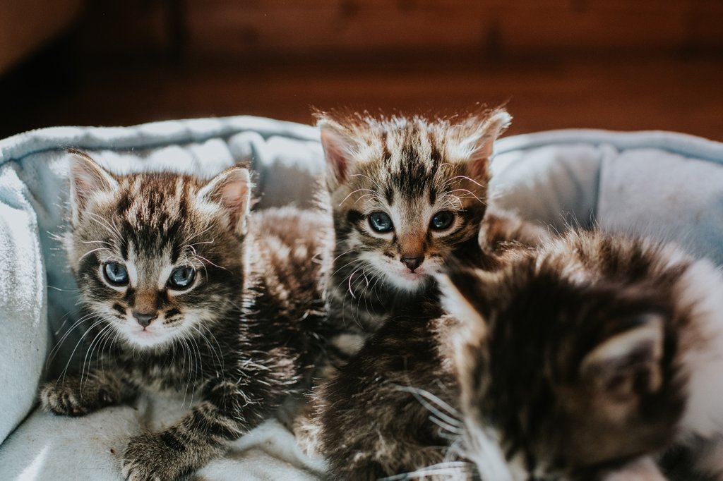 This Is How Growing Up with Siblings Affects a Cat | We Love Catz