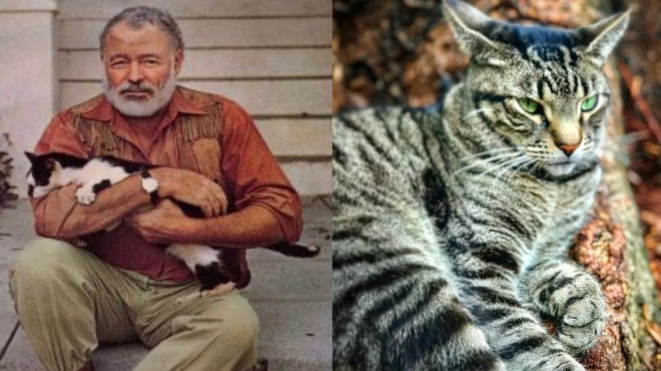 Így kísértenek még ma is Ernest Hemingway híres macskái