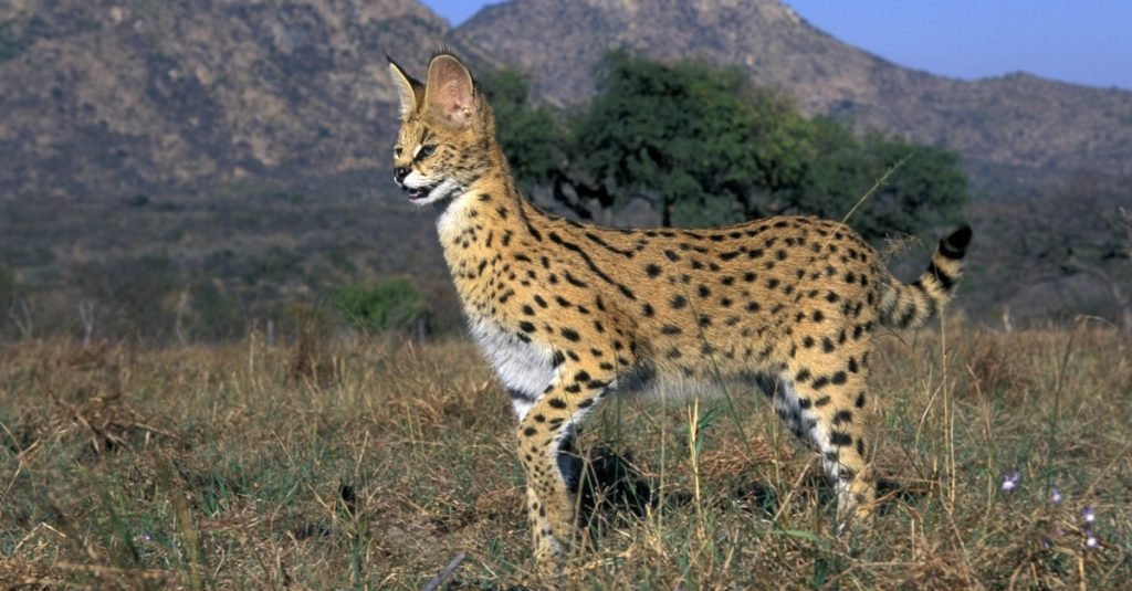 8 fascinating facts about the serval, the "ancestor" of the savannah