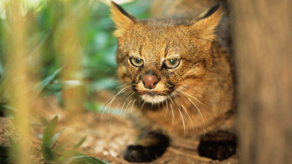 5 Interesting Facts About the Pampas Cat