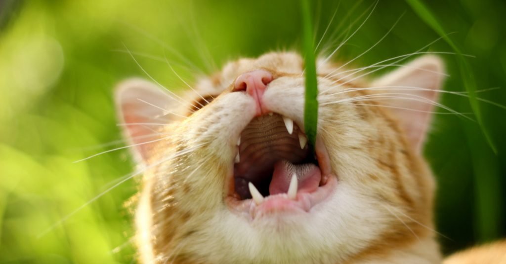 Why do cats vomit after eating grass? Here is the explanation | We Love ...