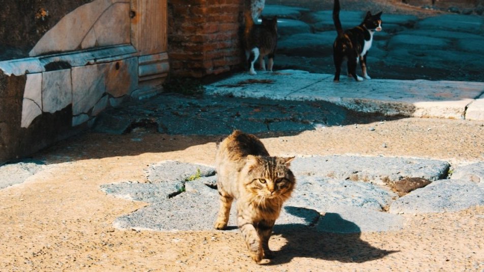Why no cat remains were found during the excavations in Pompeii