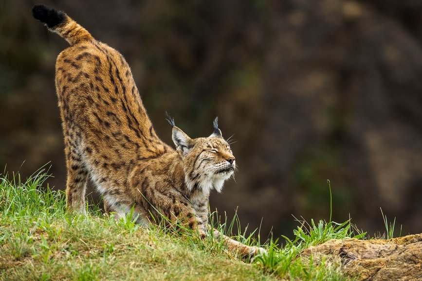 8 Facts about the 4 Lynx Species