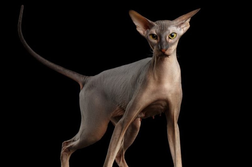 6 bald cats: not only their looks are special