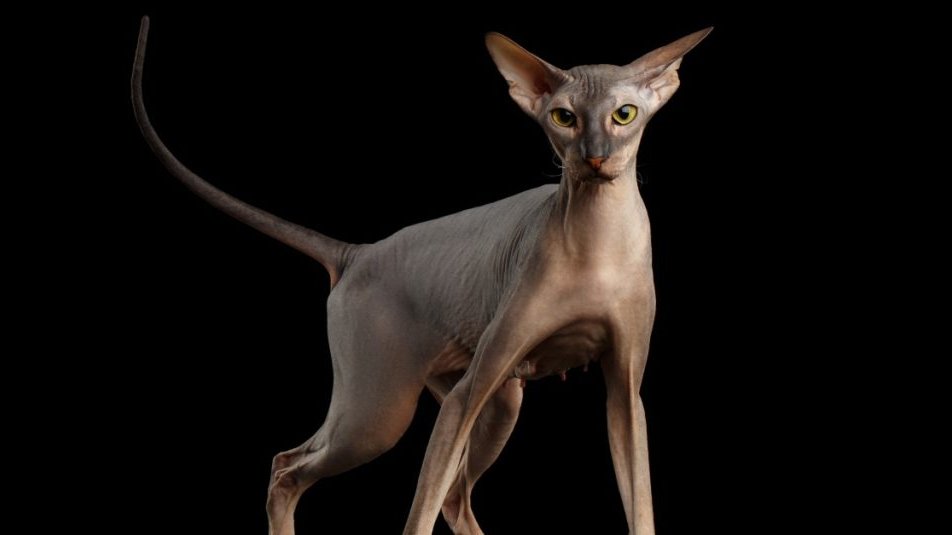 6 bald cats: not only their looks are special