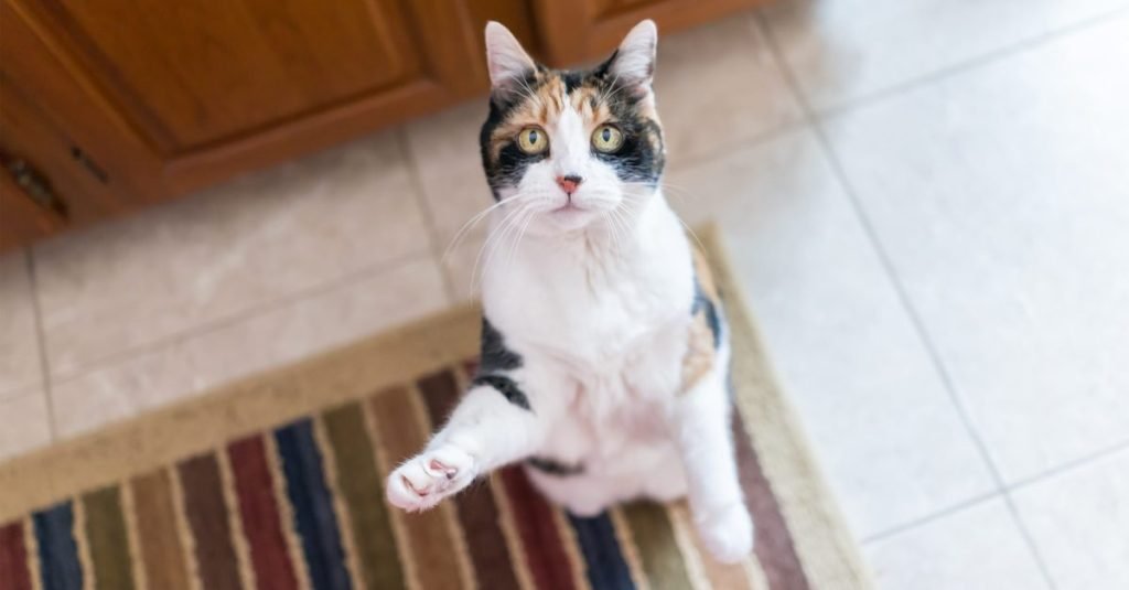 Your cat begging for human food? It can consume these