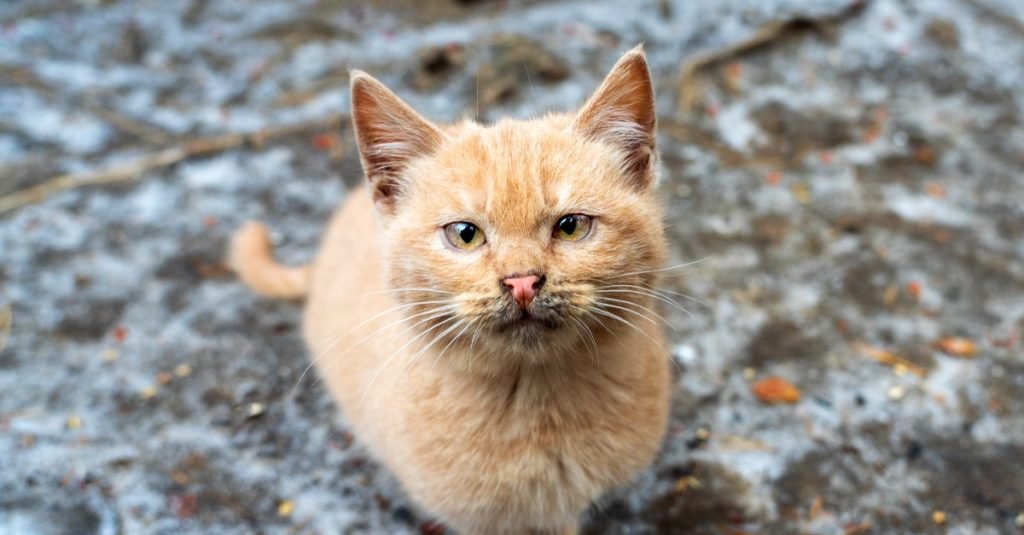 Feeding stray cats? What to look out for in winter | We Love Catz