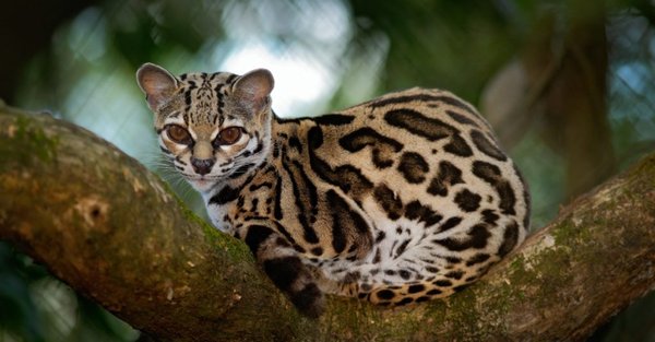 6 Facts about the Margay: It Mimics Monkey Calls to Hunt Prey | We Love ...
