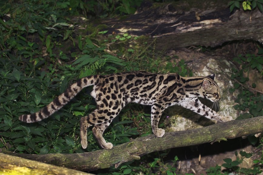 6 Facts about the Margay: It Mimics Monkey Calls to Hunt Prey