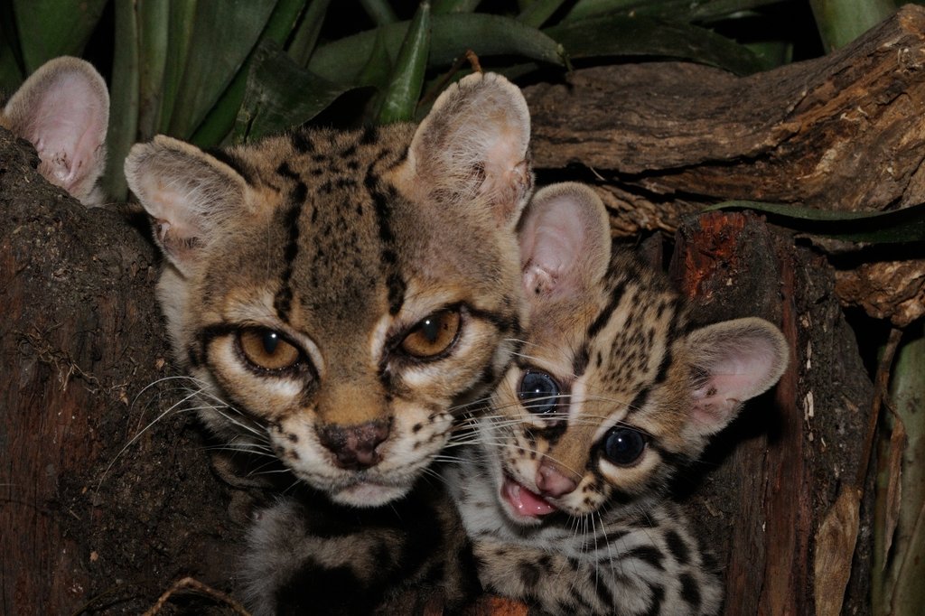 6 Facts about the Margay: It Mimics Monkey Calls to Hunt Prey | We Love ...