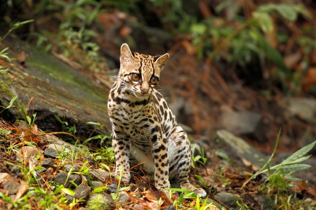 6 Facts about the Margay: It Mimics Monkey Calls to Hunt Prey | We Love ...