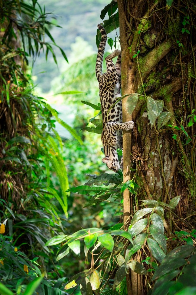 6 Facts about the Margay: It Mimics Monkey Calls to Hunt Prey | We Love ...
