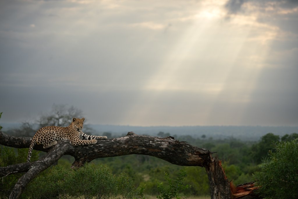 9 Facts about Leopards: The Pink Panther Really Exists! | We Love Catz