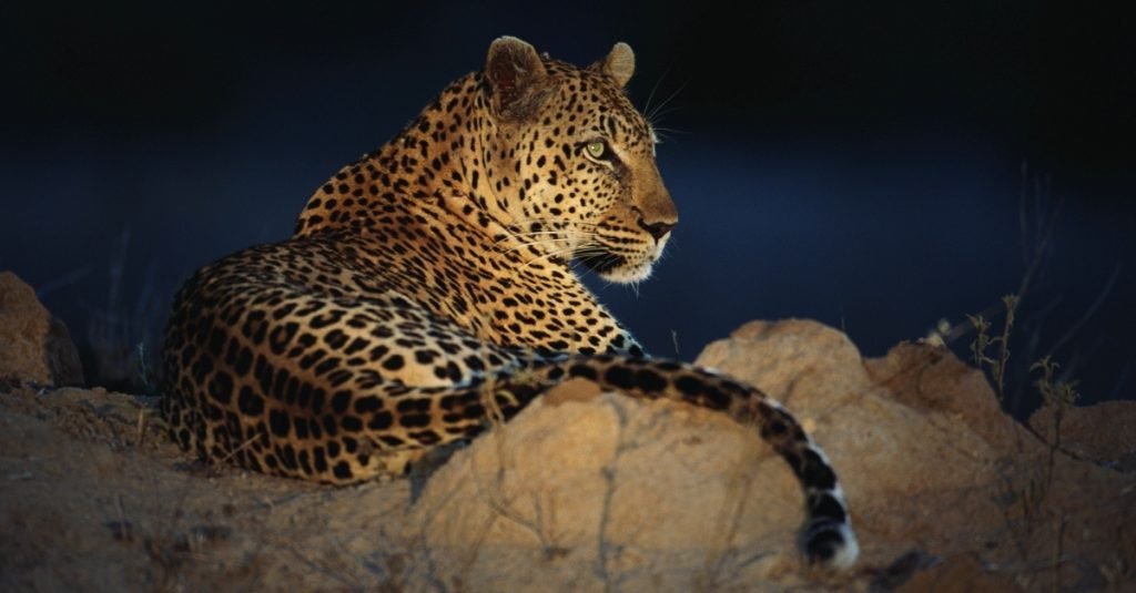 9 Facts about Leopards: The Pink Panther Really Exists!