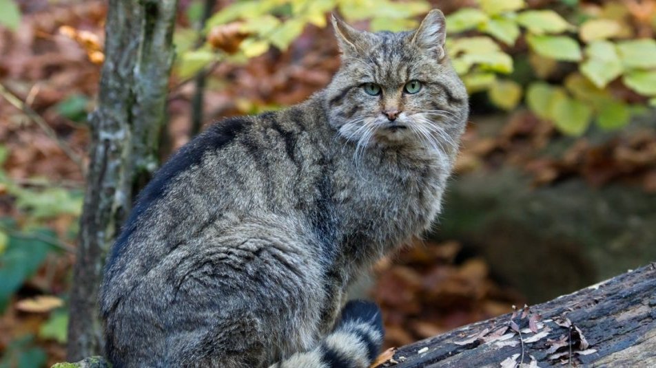 7 Interesting Facts About the Wildcat