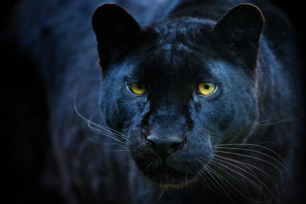 9 Facts about Leopards: The Pink Panther Really Exists! | We Love Catz