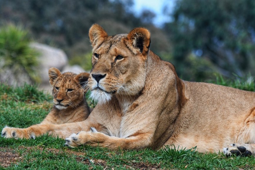Ancient roots of the king of the savanna: the evolution of the lion