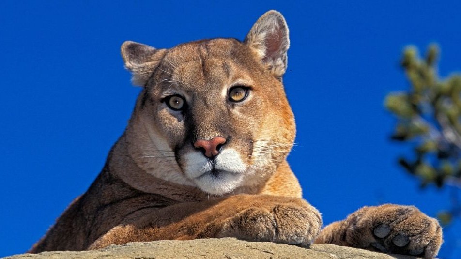 Ez a puma úgy játszik az üres flakonnal, akár egy kutya (videó)