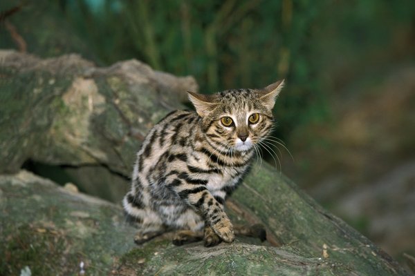 The 5 smallest felines in the world | We Love Catz
