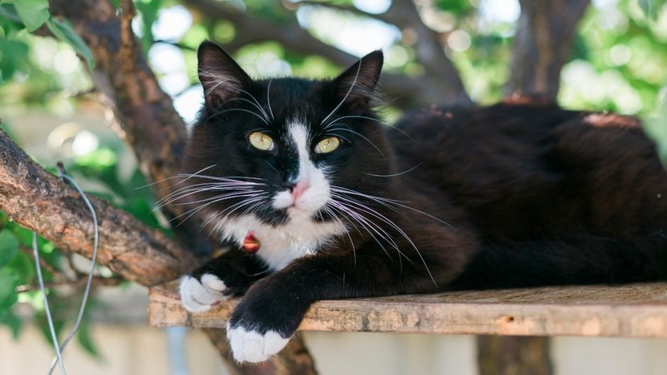 Why do so many cats have white socks?