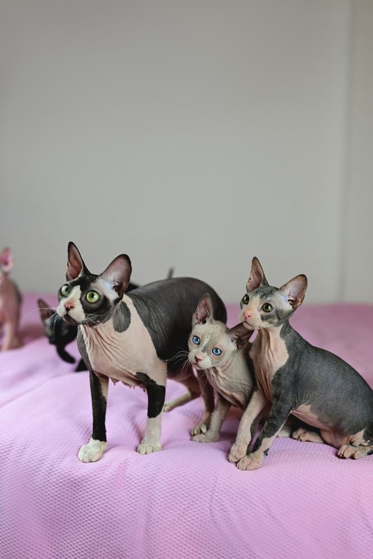 This Is How Growing Up with Siblings Affects a Cat | We Love Catz