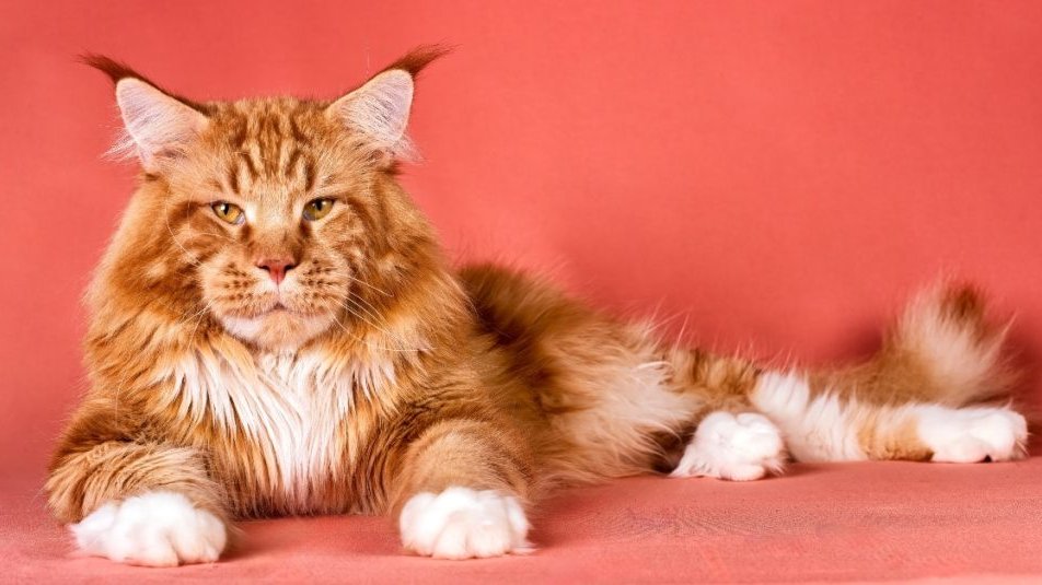 The Neck Ruff of Maine Coons: Its Purpose and How to Care for It