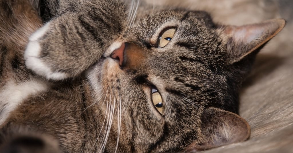 The Sensational Reason Behind Cats' Vertical Pupils