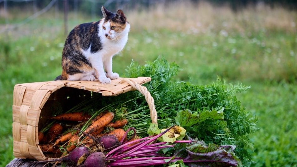 These Vegetables Are Ideal for cats