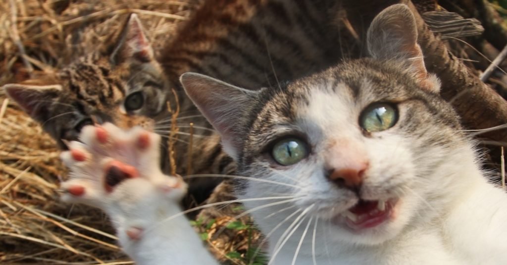 Why Your Cat Attacks Your Ankles and How to Stop It